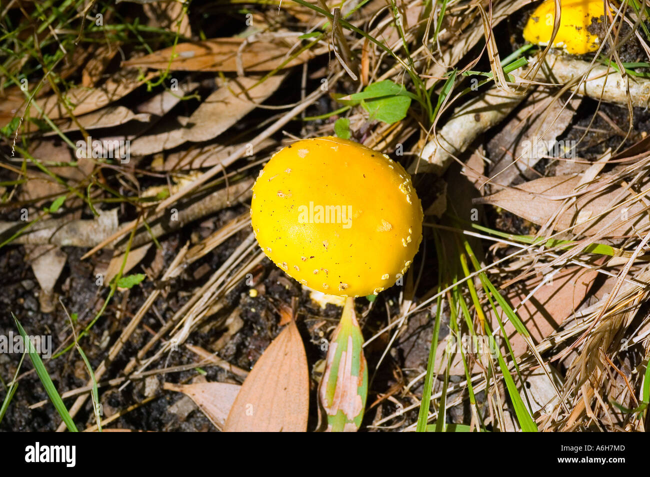 Bright Yellow Toadstool Stock Photo - Alamy