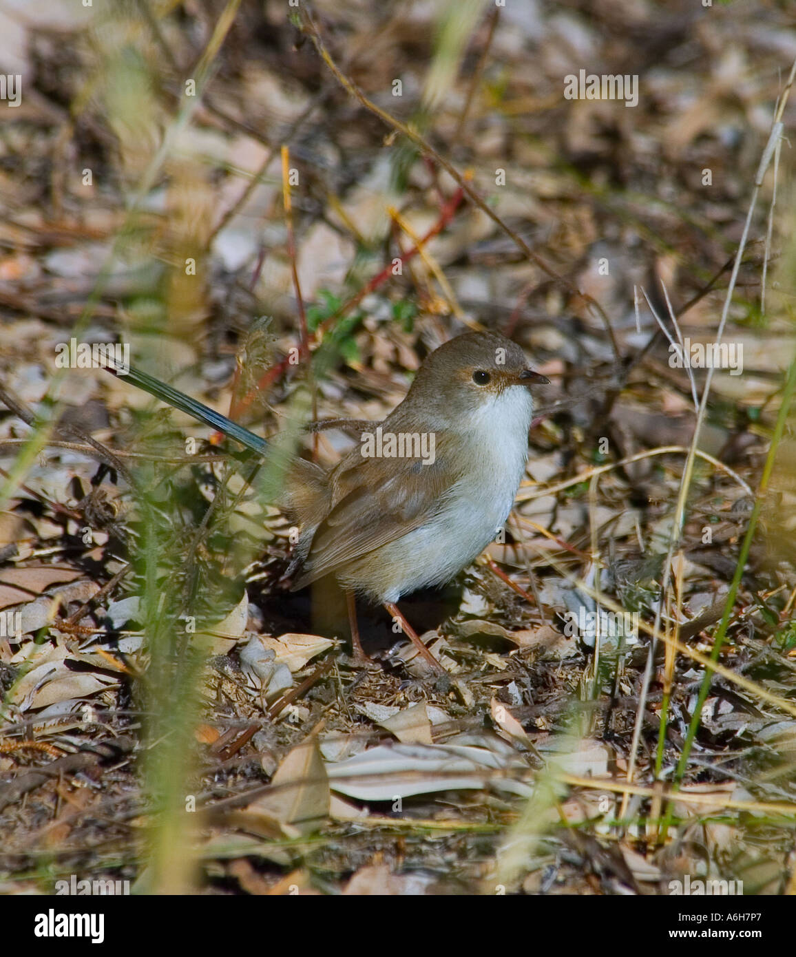 Superb Fairy Wren Stock Photo - Alamy