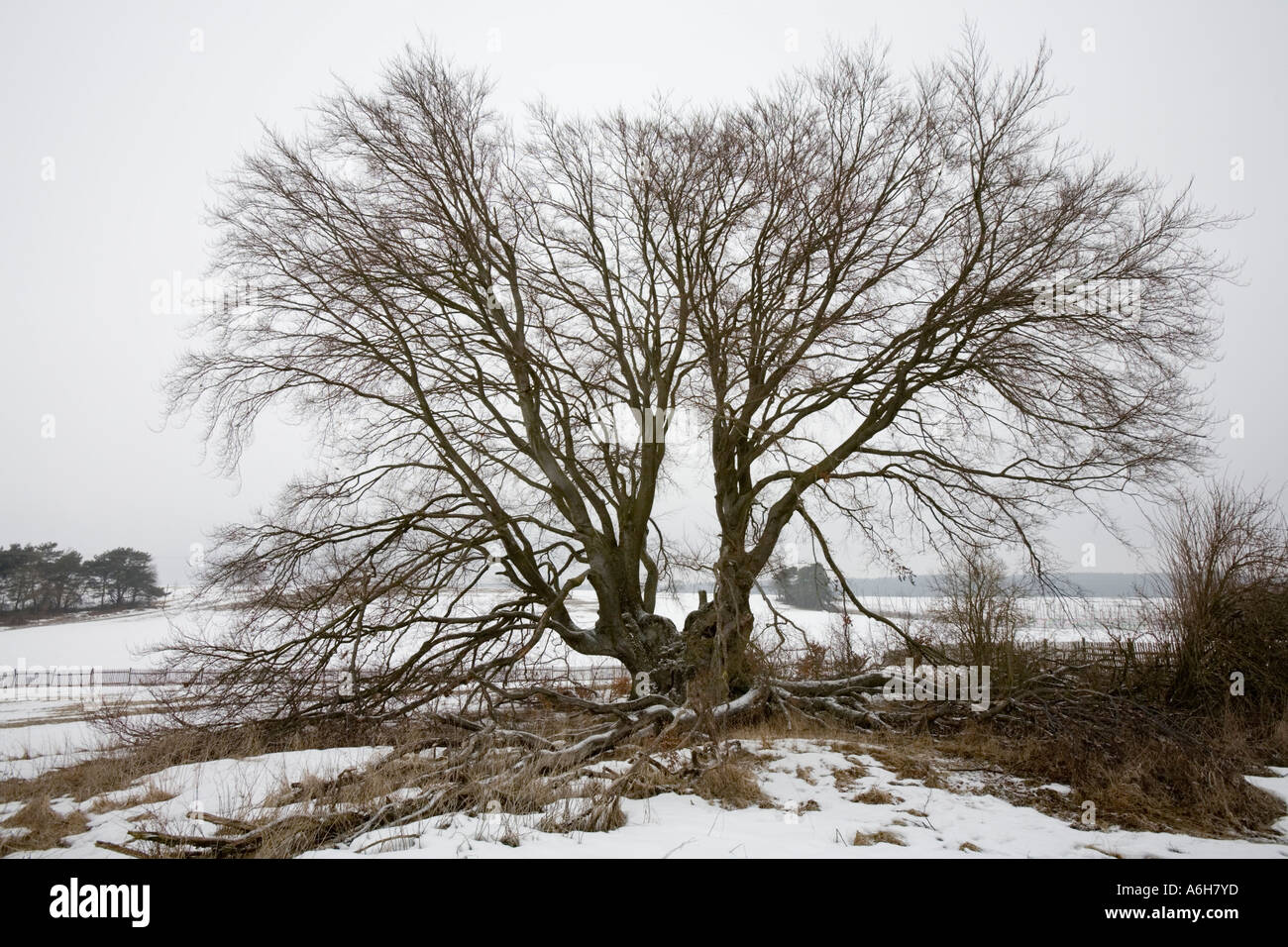 " Bavaria Buche " common beech Fagus sylvatica solitaire tree Germany ...