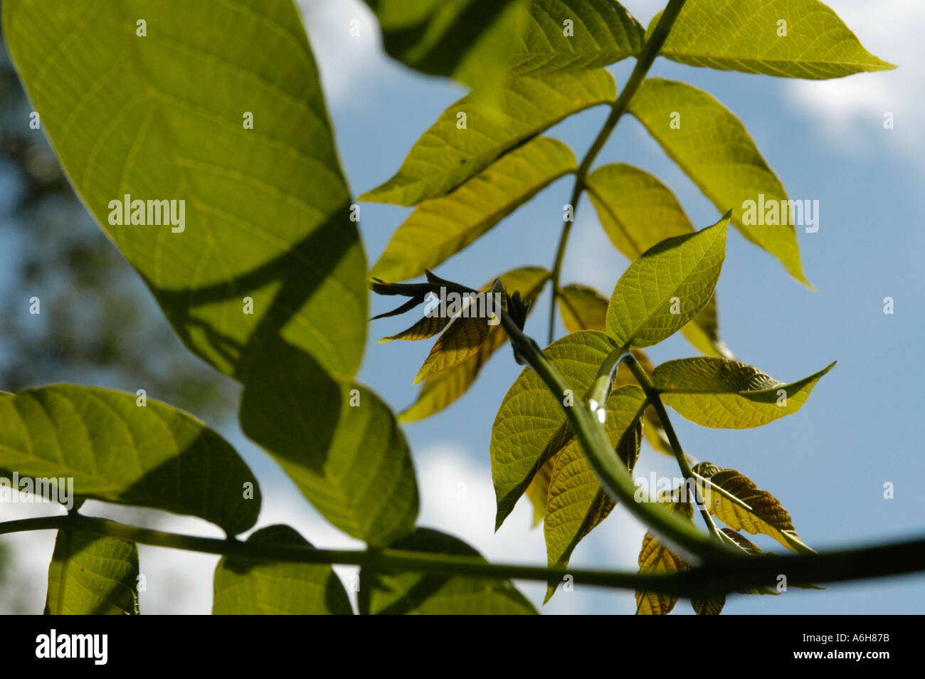 Walnut colour hi-res stock photography and images - Alamy