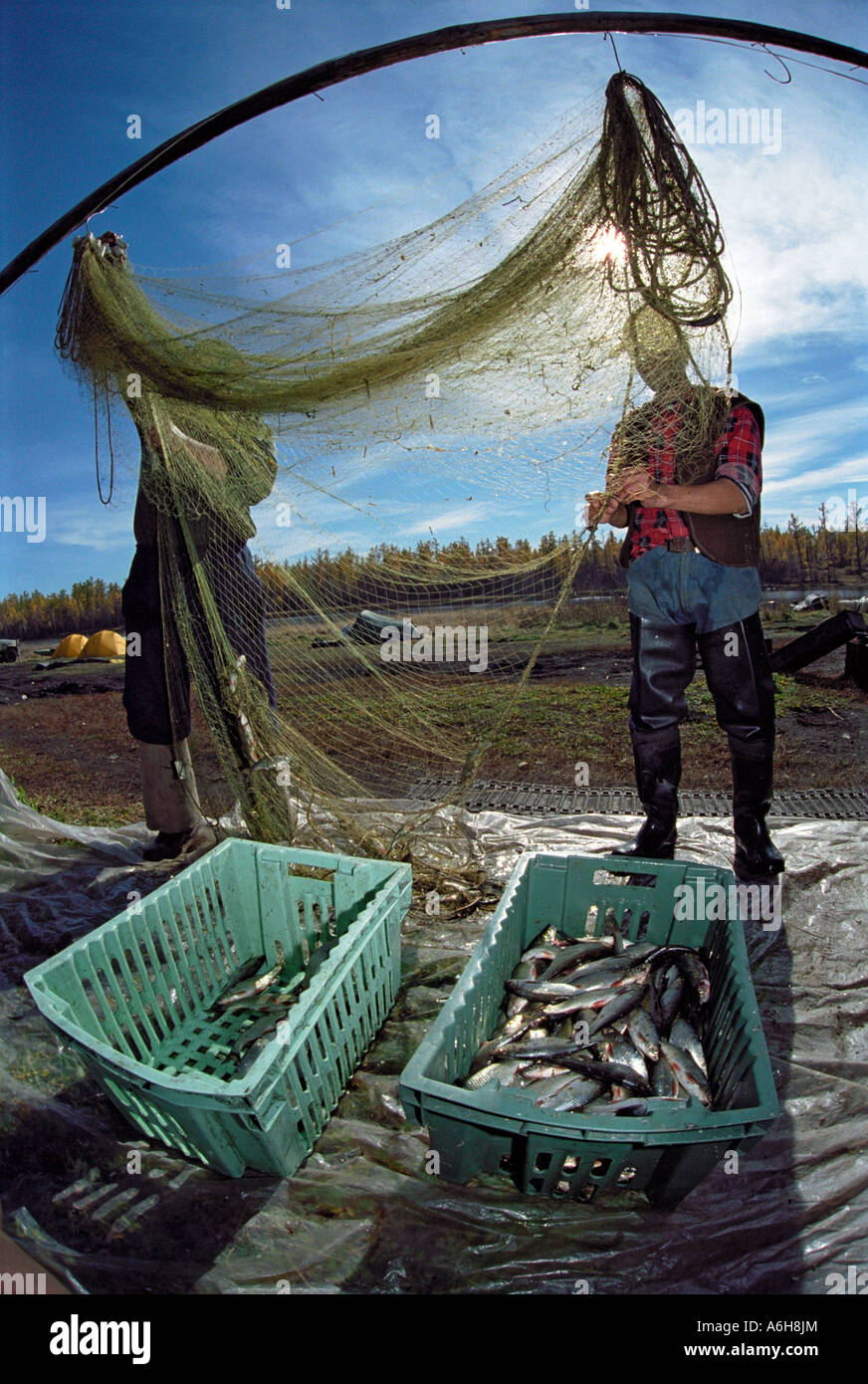 Fishermen are taking fishes from a net. Azas (Todja) lake. Toora-Khem ...