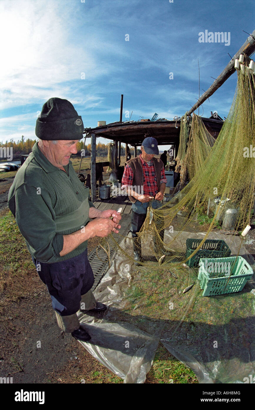 Fishermen are taking fishes from a net. Azas (Todja) lake. Toora-Khem ...