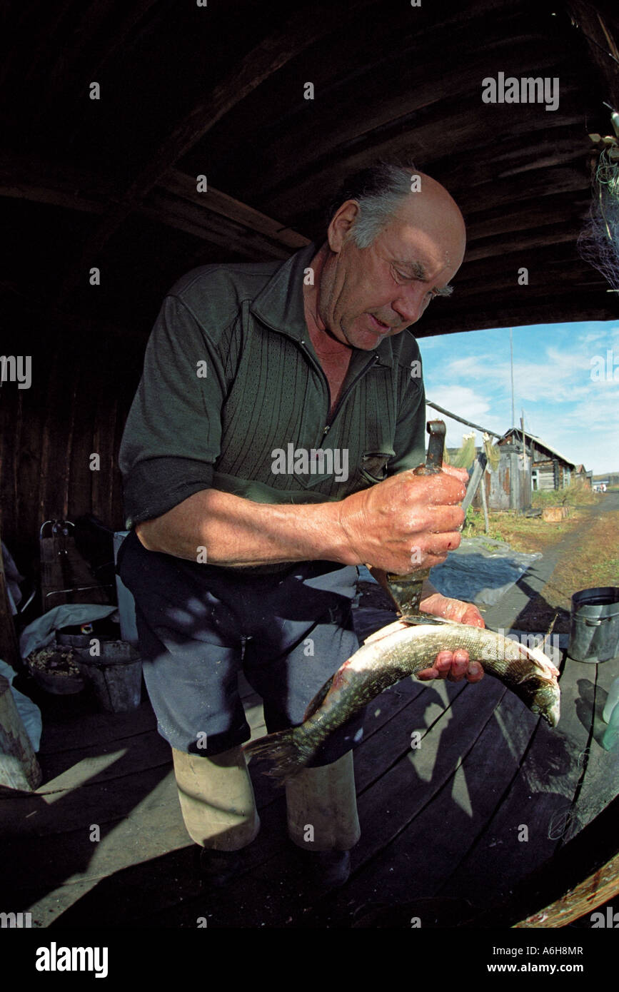 Fisherman is preparing fish for pickling. Azas (Todja) lake. Toora-Khem ...