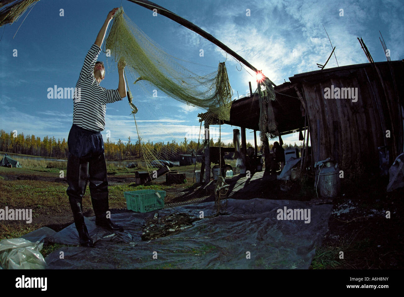 Fisherman is taking fishes from a net. Azas (Todja) lake. Toora-Khem ...