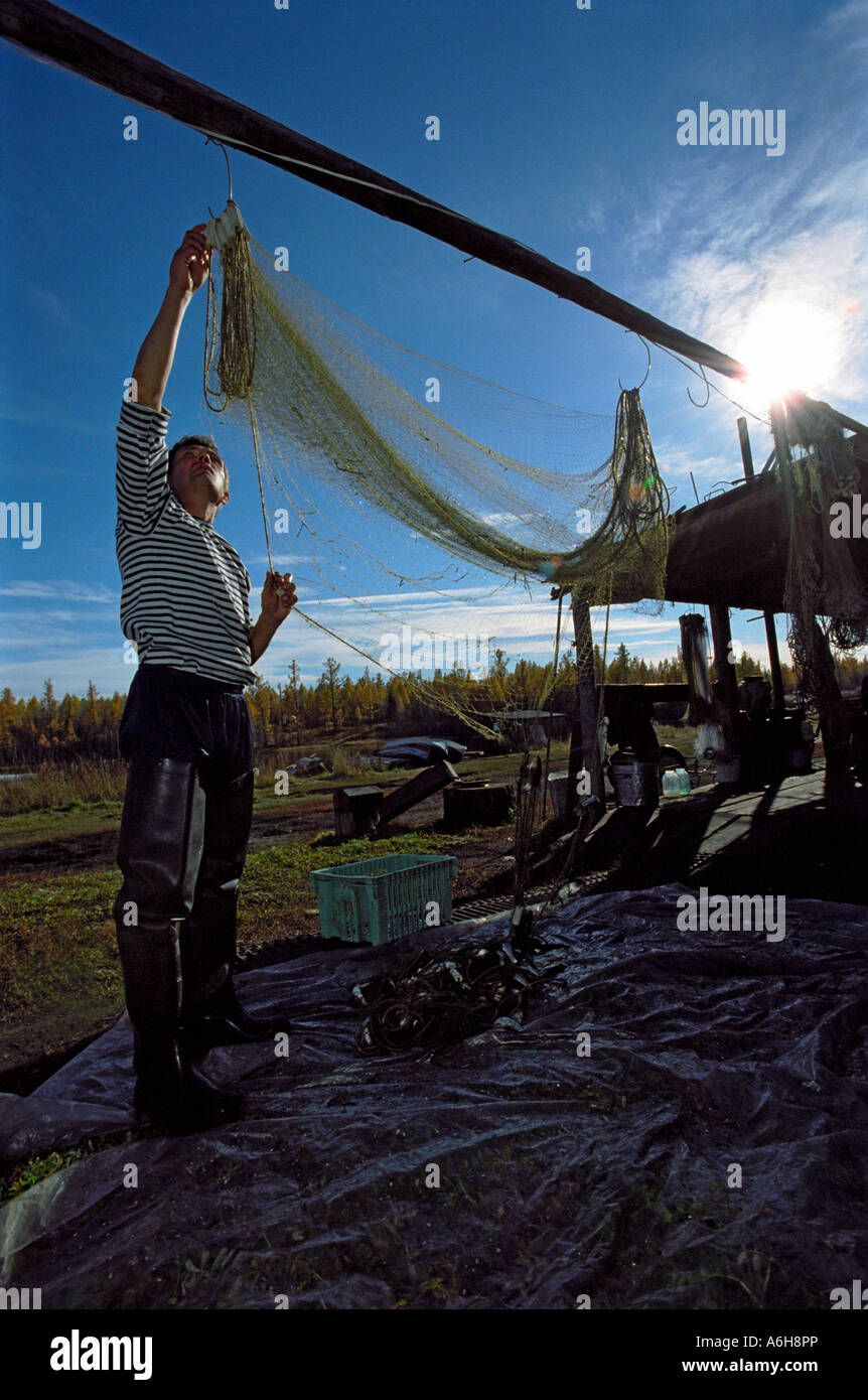 Fisherman is taking fishes from a net. Azas (Todja) lake. Toora-Khem ...