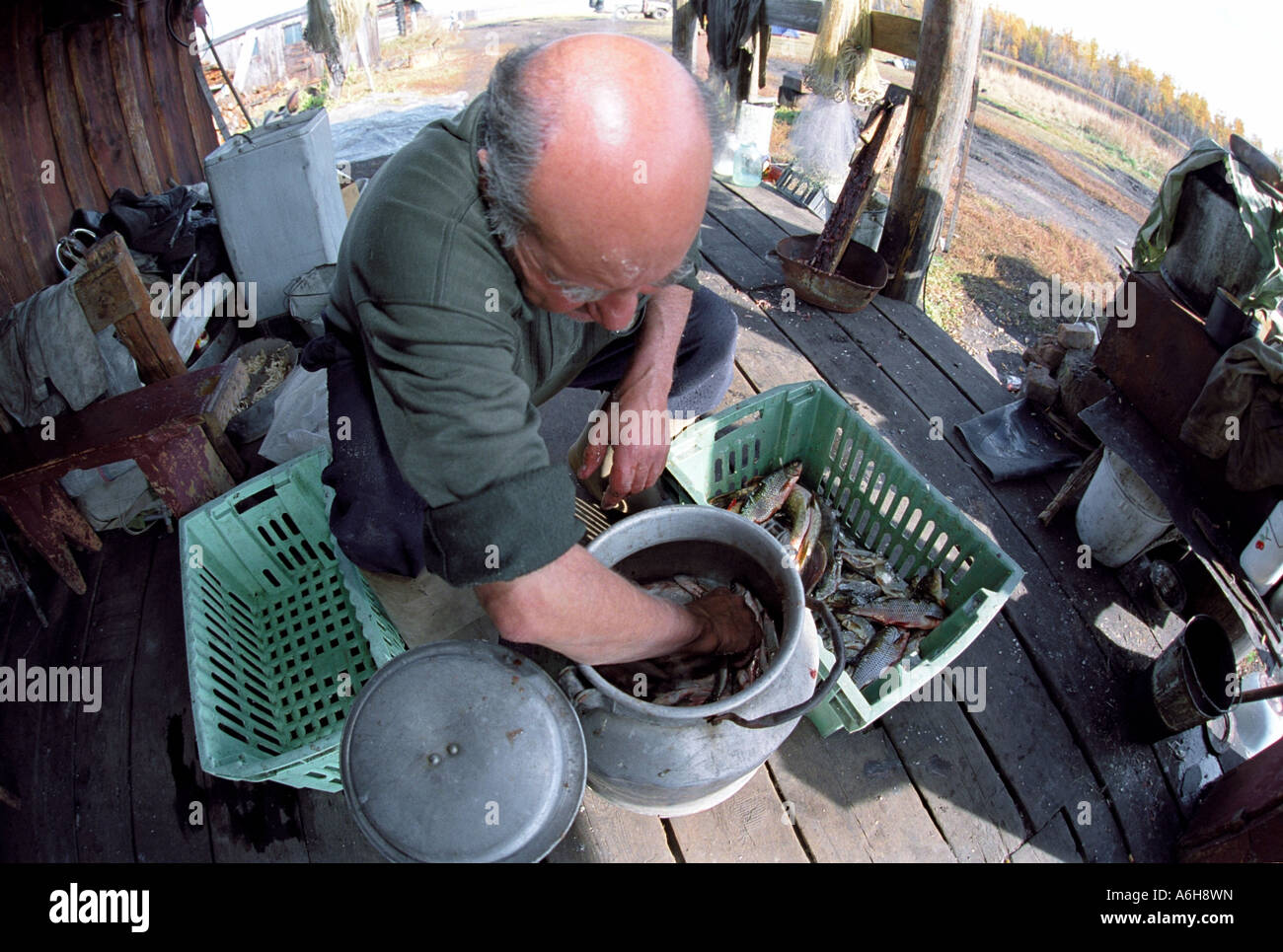 Fisherman is pickling fresh fish in a barrel. Azas (Todja) lake. Toora ...