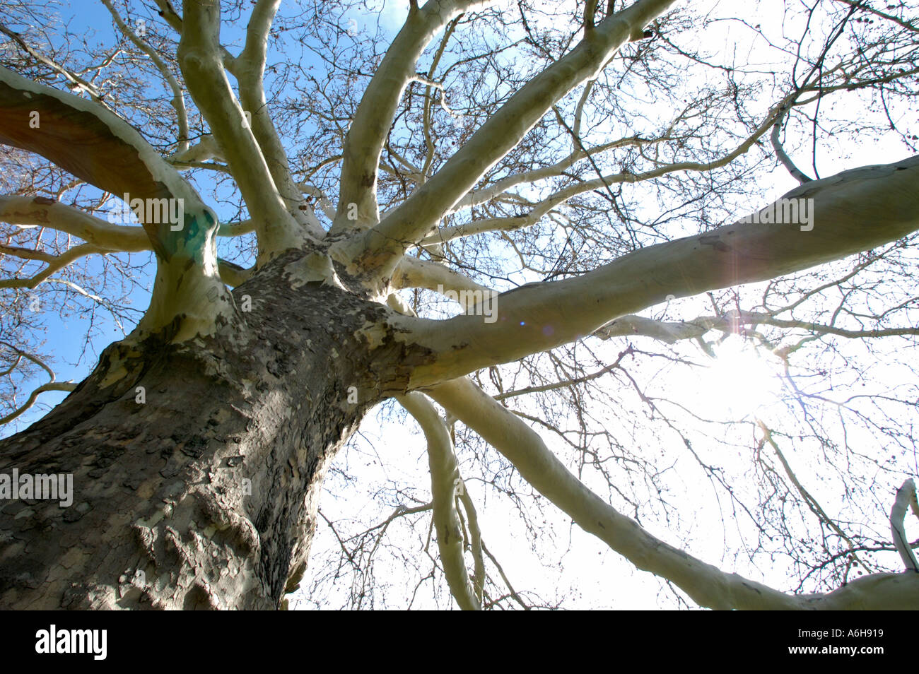 sycamore tree in spring time, without leaves Stock Photo - Alamy