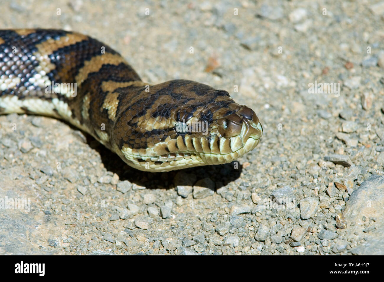 Morelia spilota mcdowelli hi-res stock photography and images - Alamy