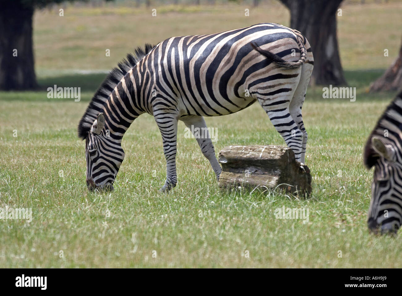 Chapmans zebra zoo hi-res stock photography and images - Alamy