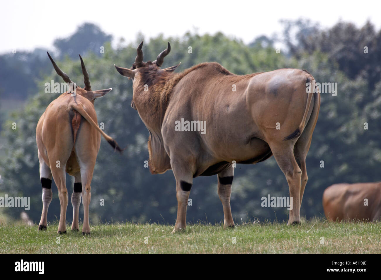 Eland (Taurotragus oryx) in Woburn Safari Park wild game animal kingdom ...