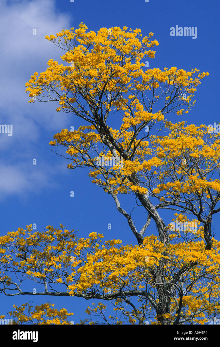 Blooming Araguaney tree Mexico Stock Photo - Alamy