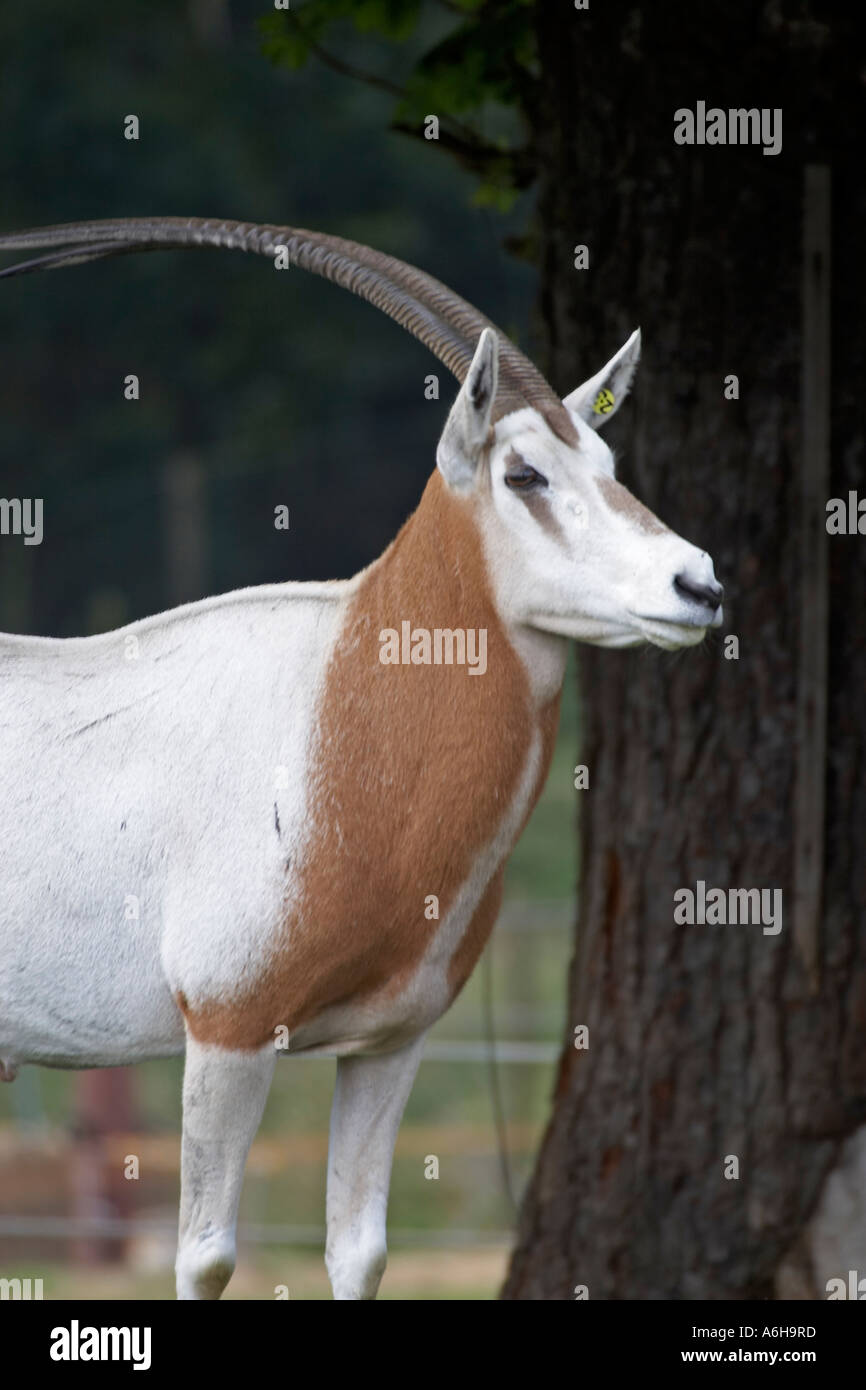 Scimitar horned Oryx (Oryx Dammah Stock Photo - Alamy