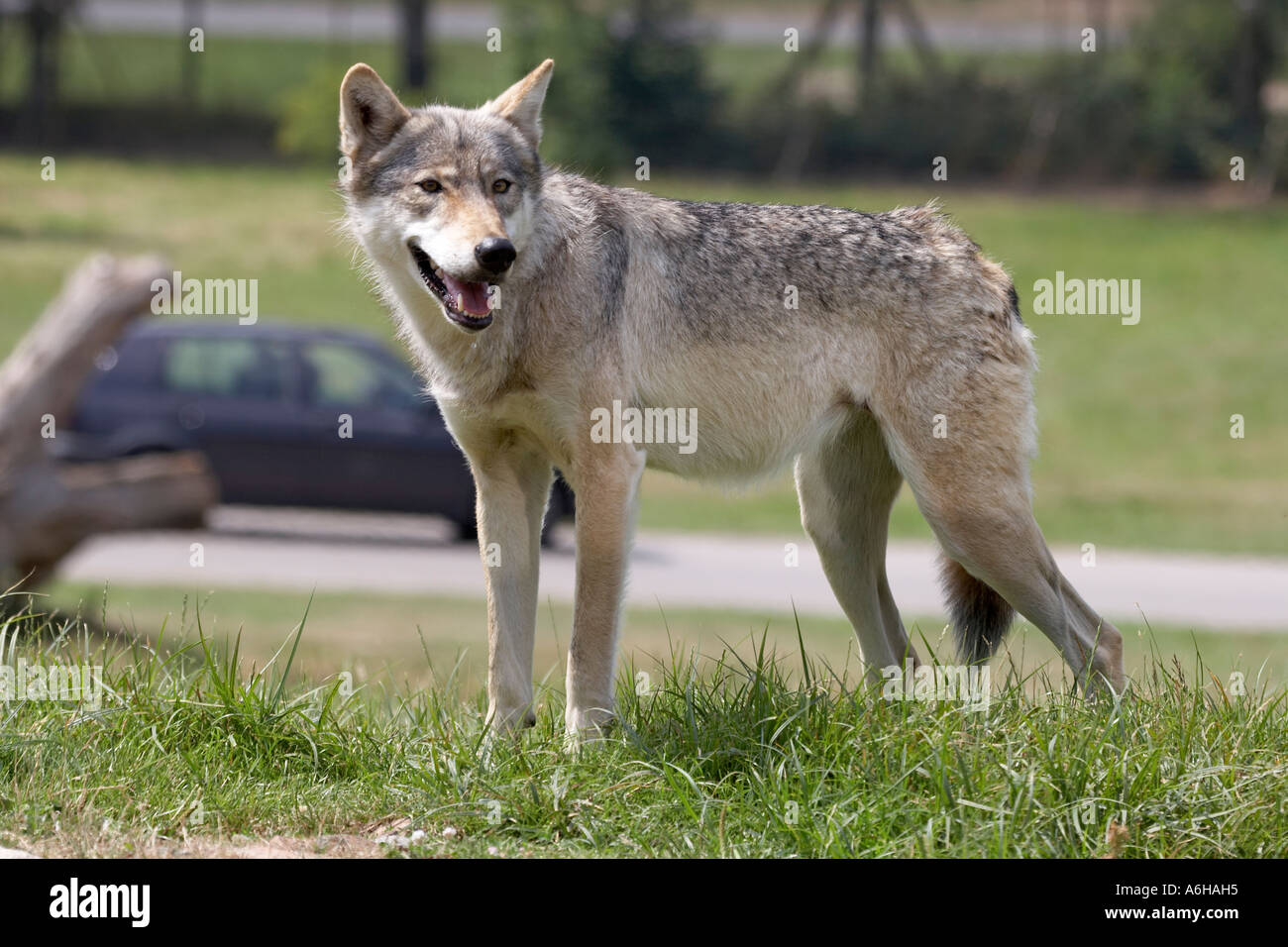 Canadian timber wolf hi-res stock photography and images - Alamy