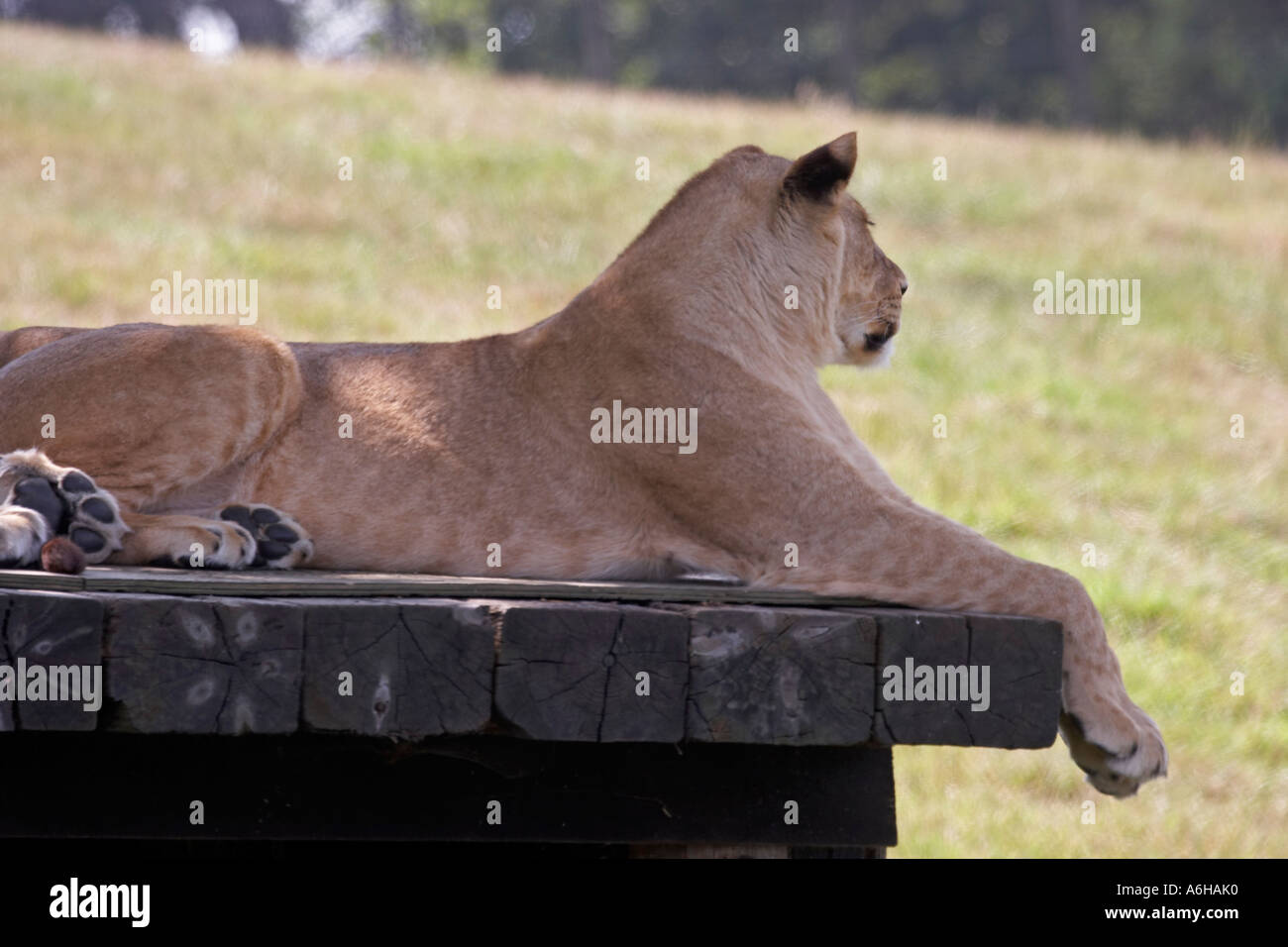 Female lioness (Panthera leo Stock Photo - Alamy