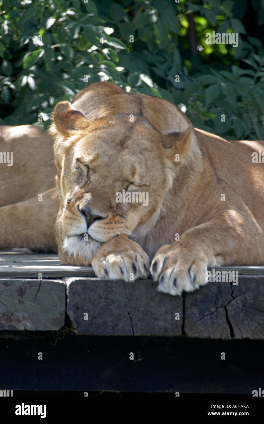 Female lionesses Panthera leo sleeping in Woburn Safari Park wild game ...
