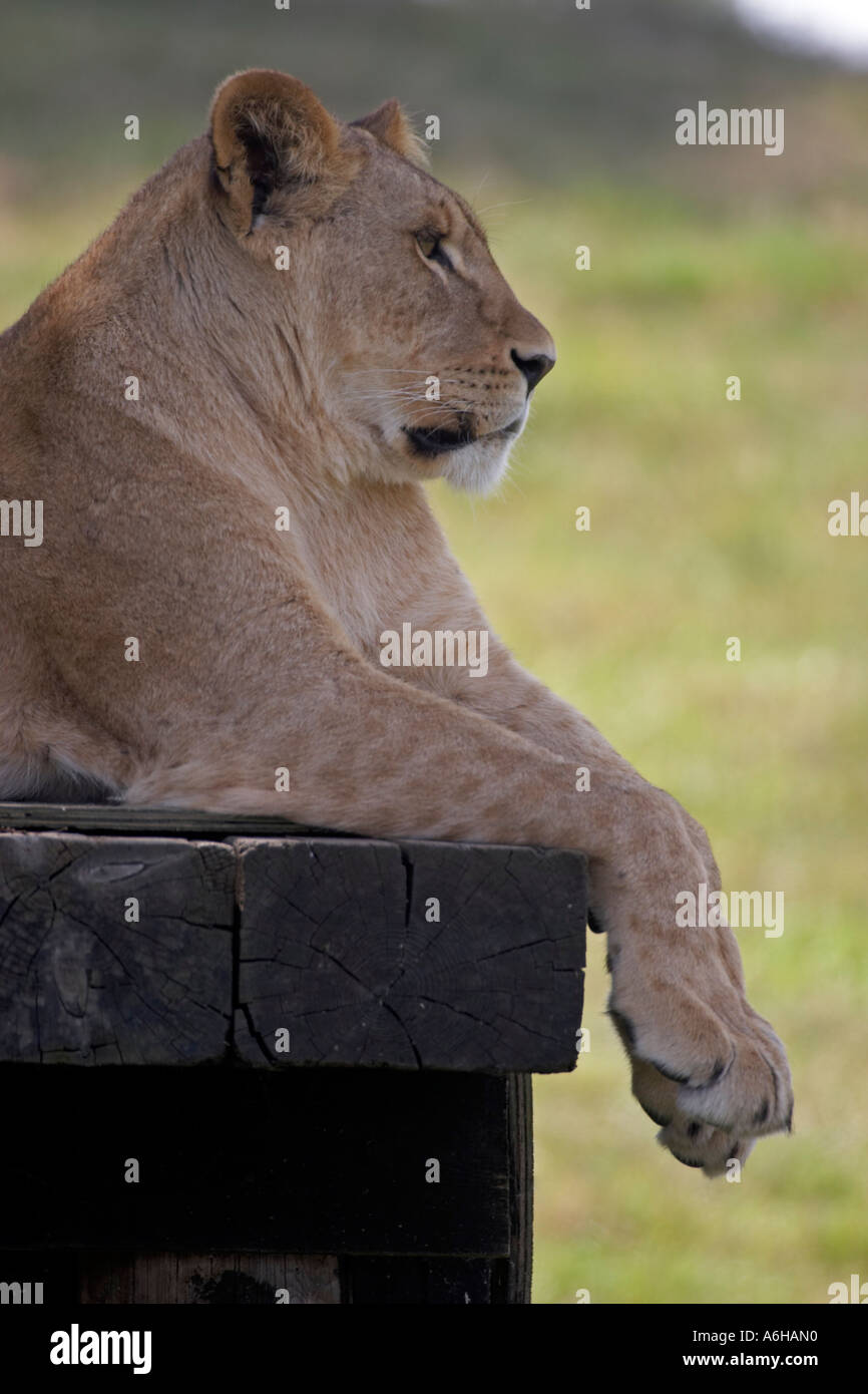 Female lioness (Panthera leo Stock Photo - Alamy