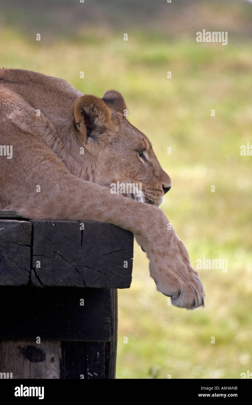 Female lioness (Panthera leo Stock Photo - Alamy