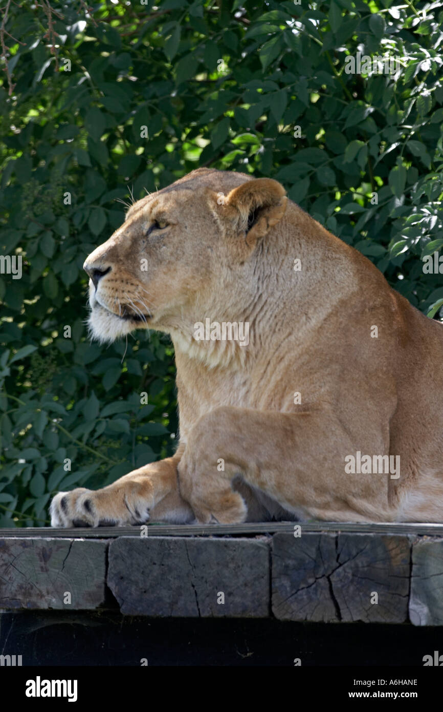 Female lioness (Panthera leo Stock Photo - Alamy
