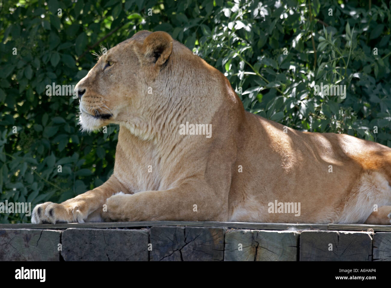 Female lioness (Panthera leo Stock Photo - Alamy