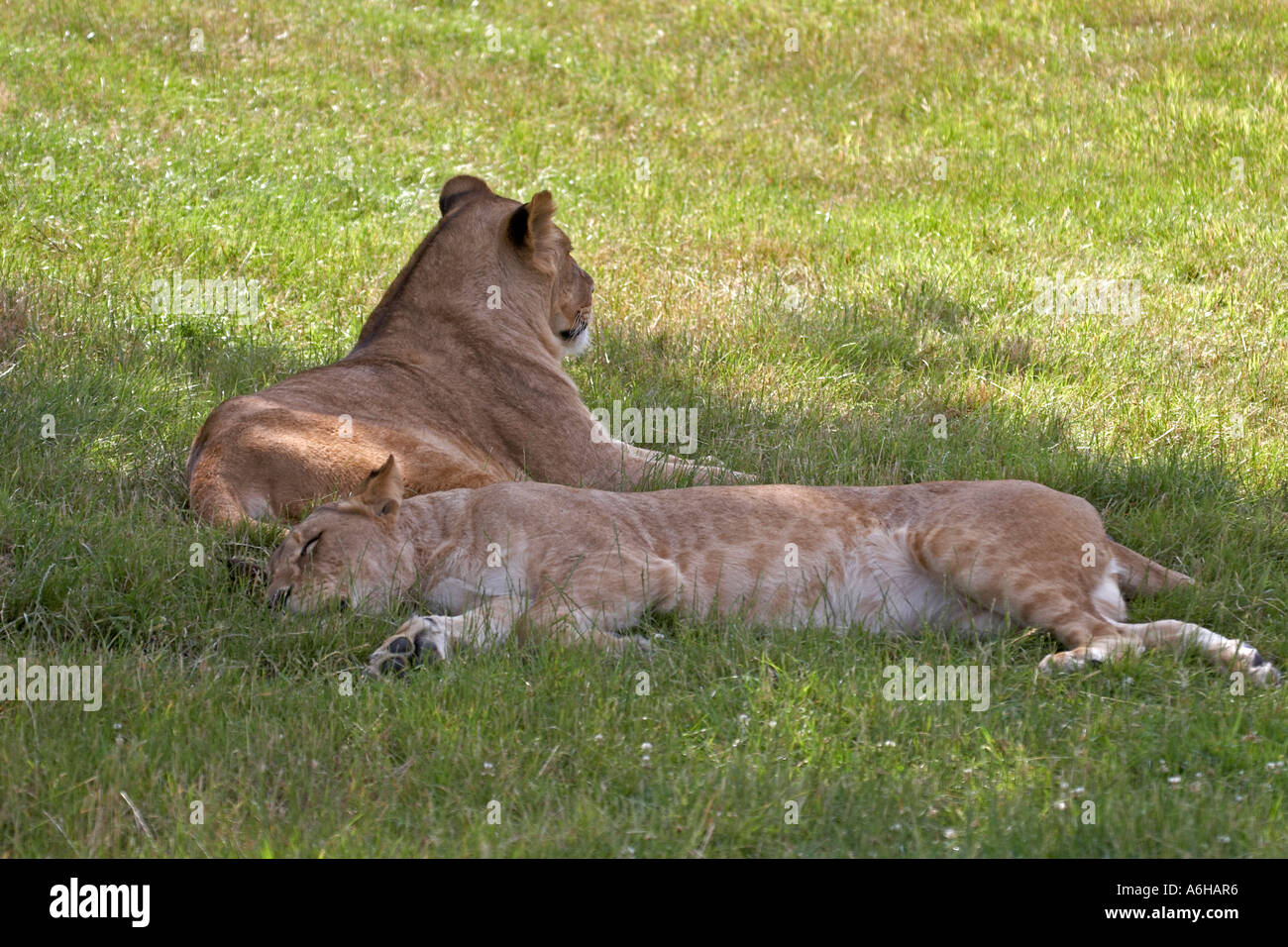 Female lionesses (Panthera leo) resting in shade in Woburn Safari Park ...