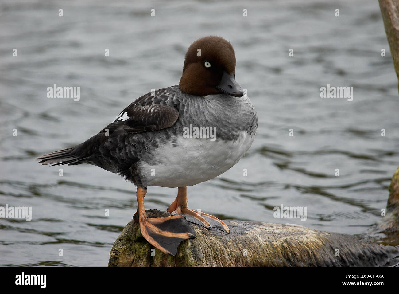 Barrow s Goldeneye Stock Photo - Alamy