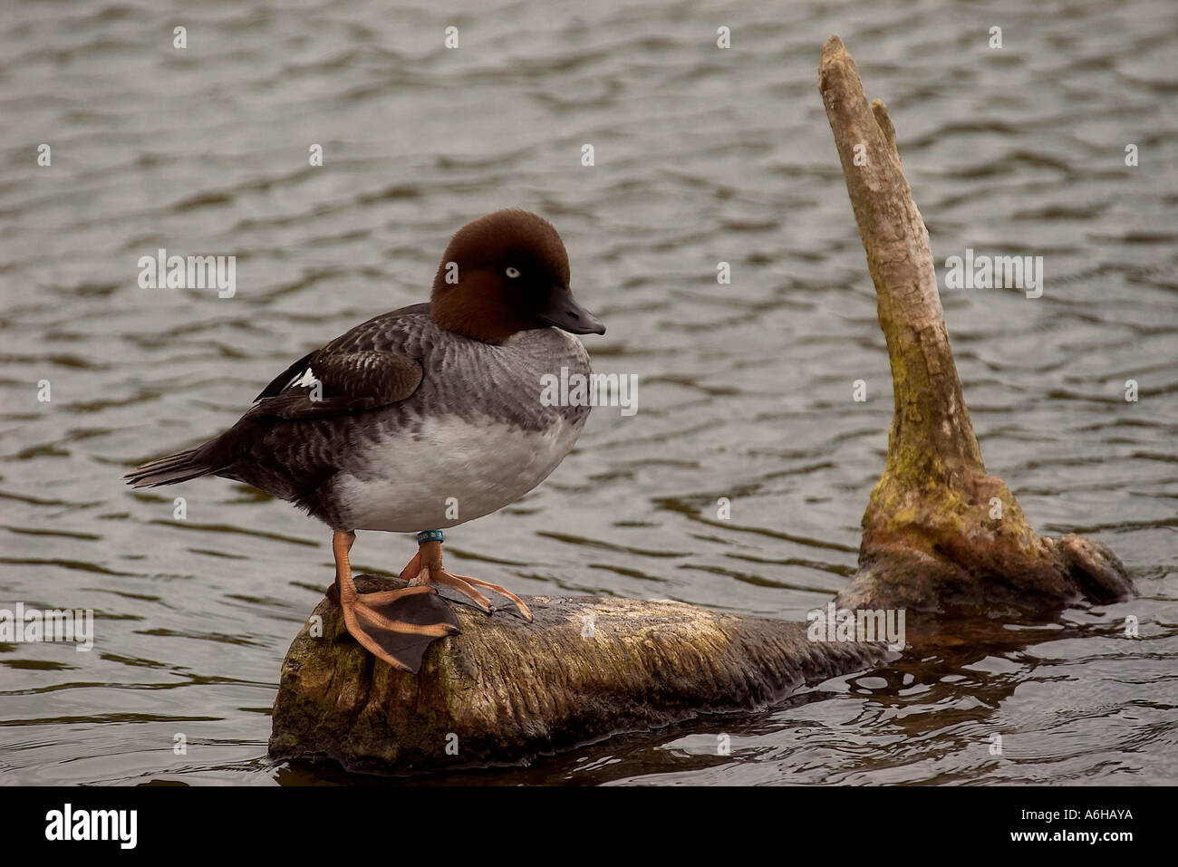 Barrow s Goldeneye Stock Photo - Alamy