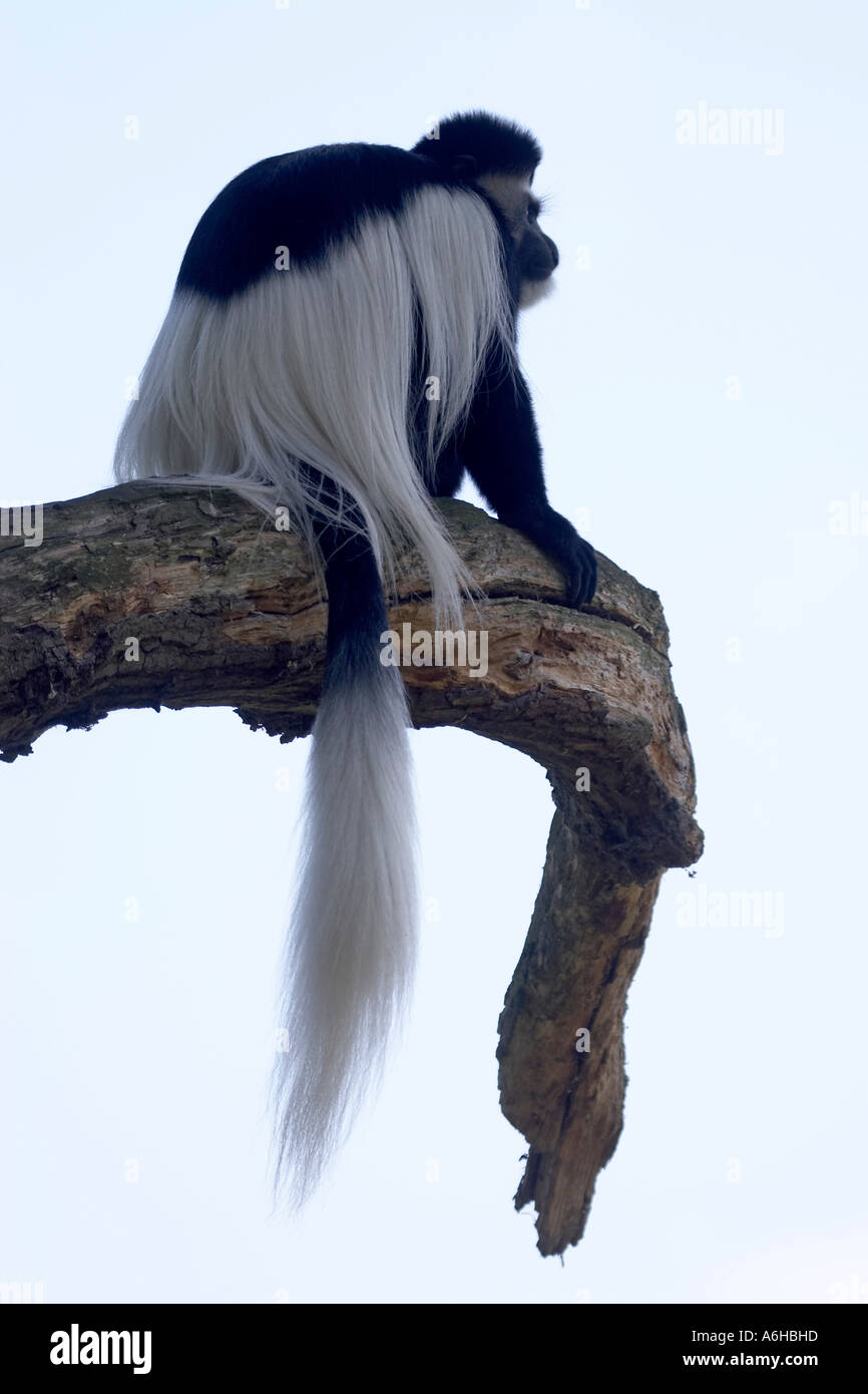 Black and White Colobus Monkey (Colobus Guereza Stock Photo - Alamy