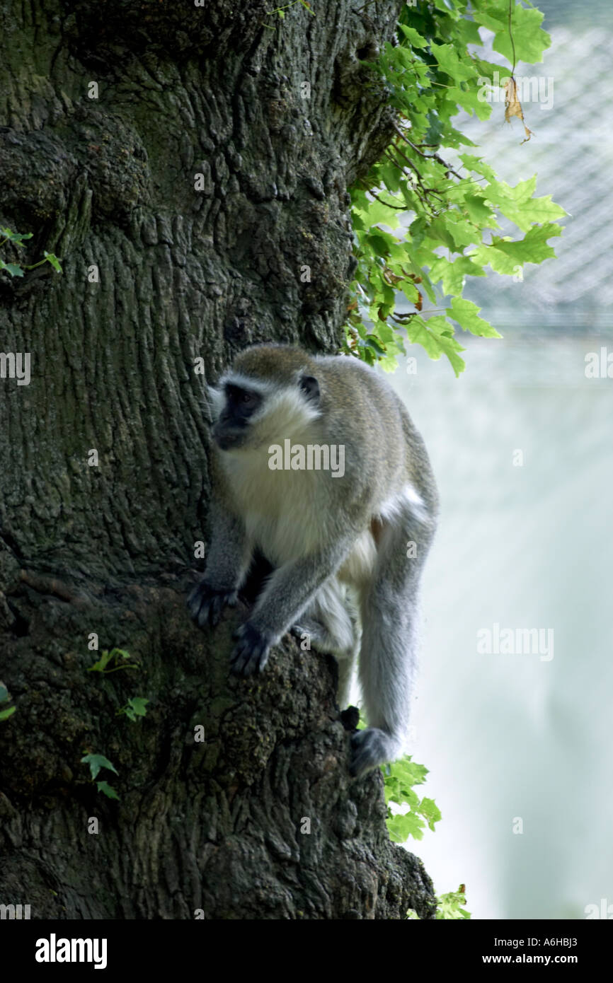 Chlorocebus hi-res stock photography and images - Alamy
