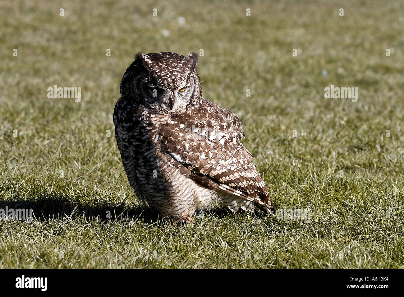 African Spotted Eagle Owl Stock Photo - Alamy