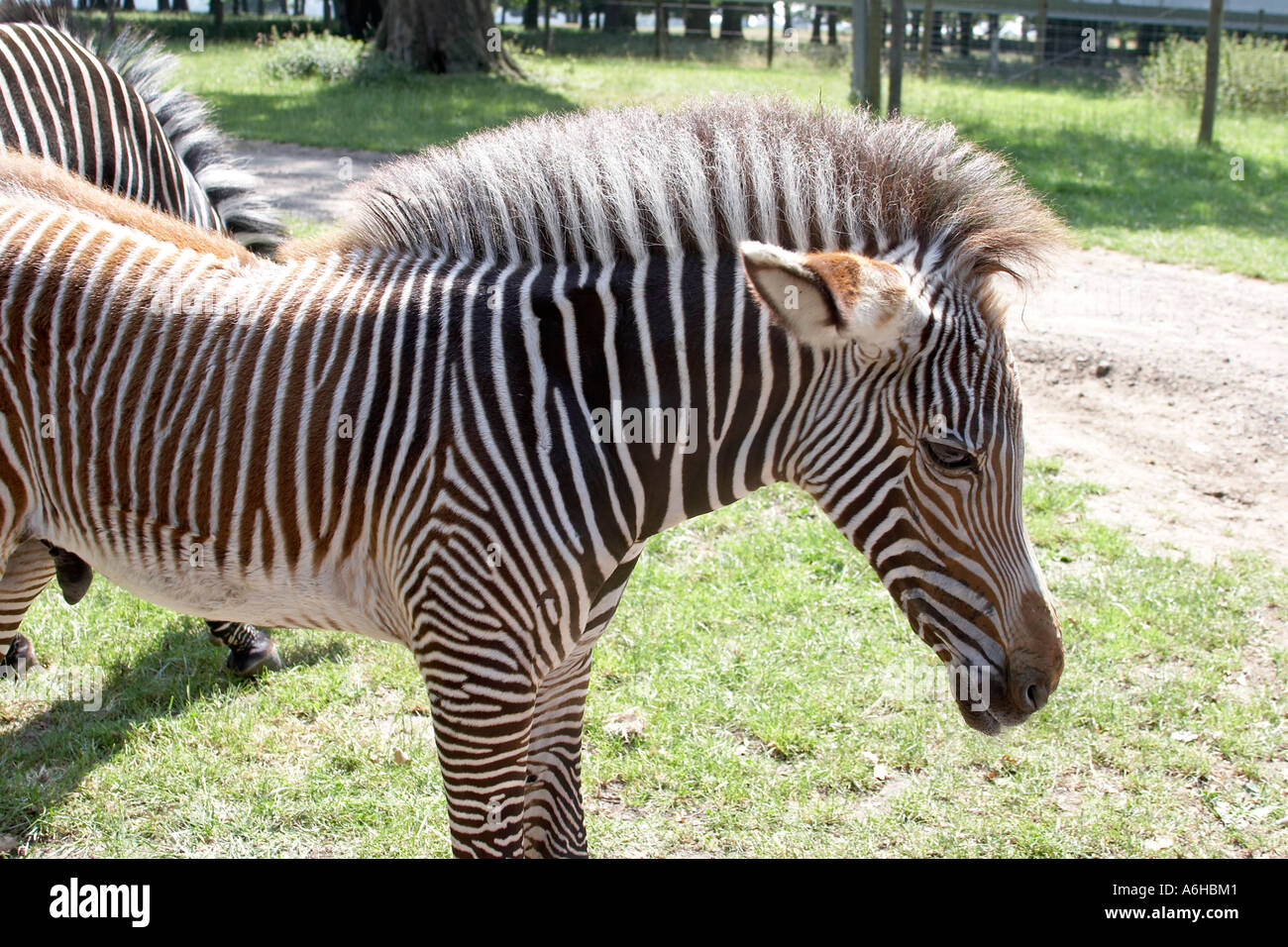 Baby Zebra (Equus grevyi) in Woburn Safari Park wild game animal ...