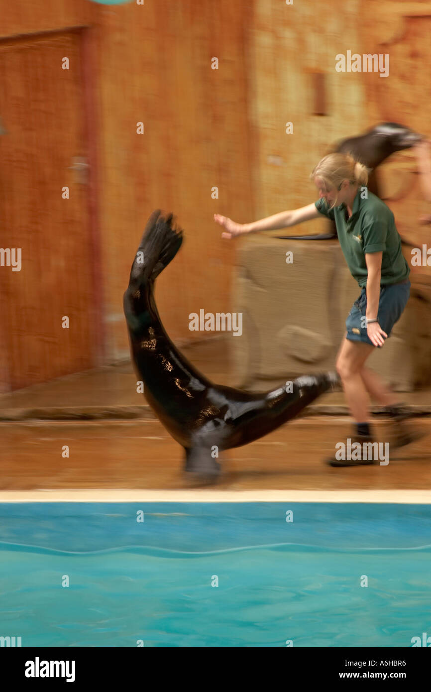 Performing seal hi-res stock photography and images - Alamy