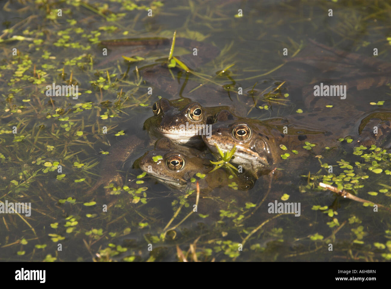 Common Frogs rana temporaria in garden pond in spring March Stock Photo ...