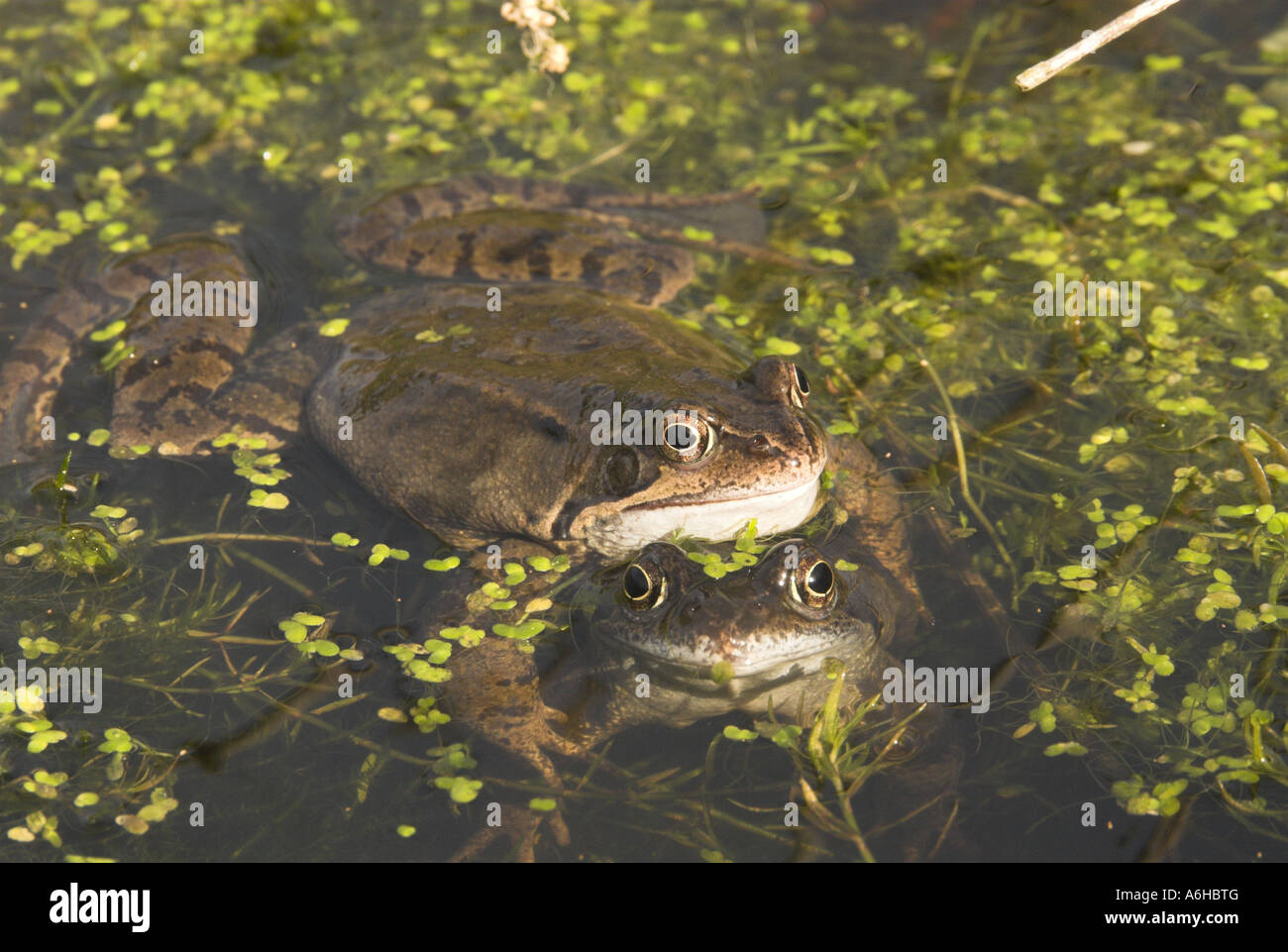 Common Frogs rana temporaria in garden pond in spring March Stock Photo ...