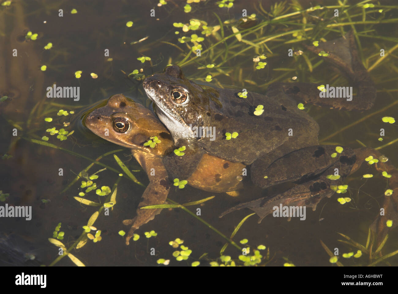 Common Frogs rana temporaria male and female mating in garden pond in ...