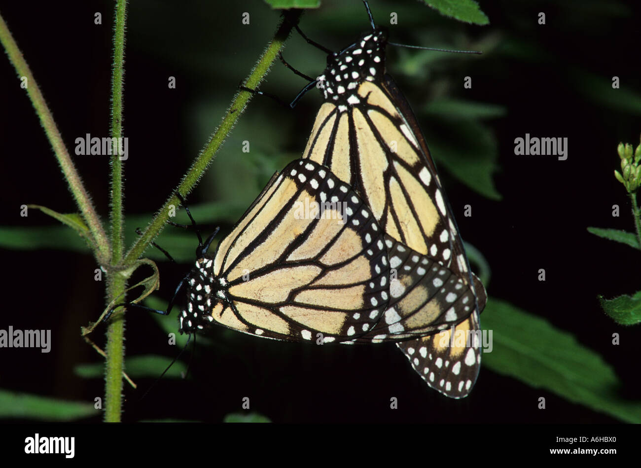 Monarch butterfly Danaus plexippus - Michoacan Mexico Stock Photo - Alamy