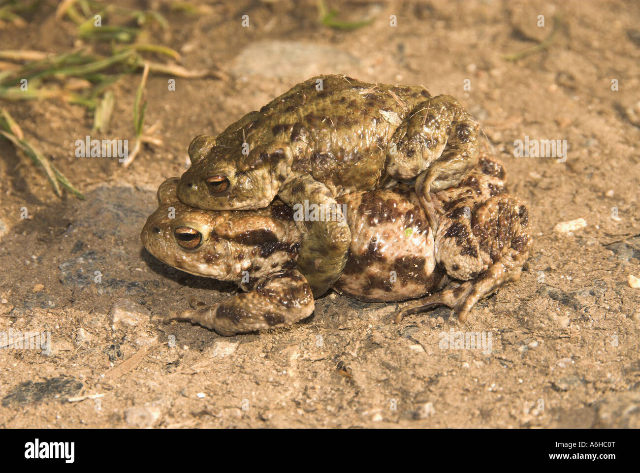 Ground toads hi-res stock photography and images - Alamy