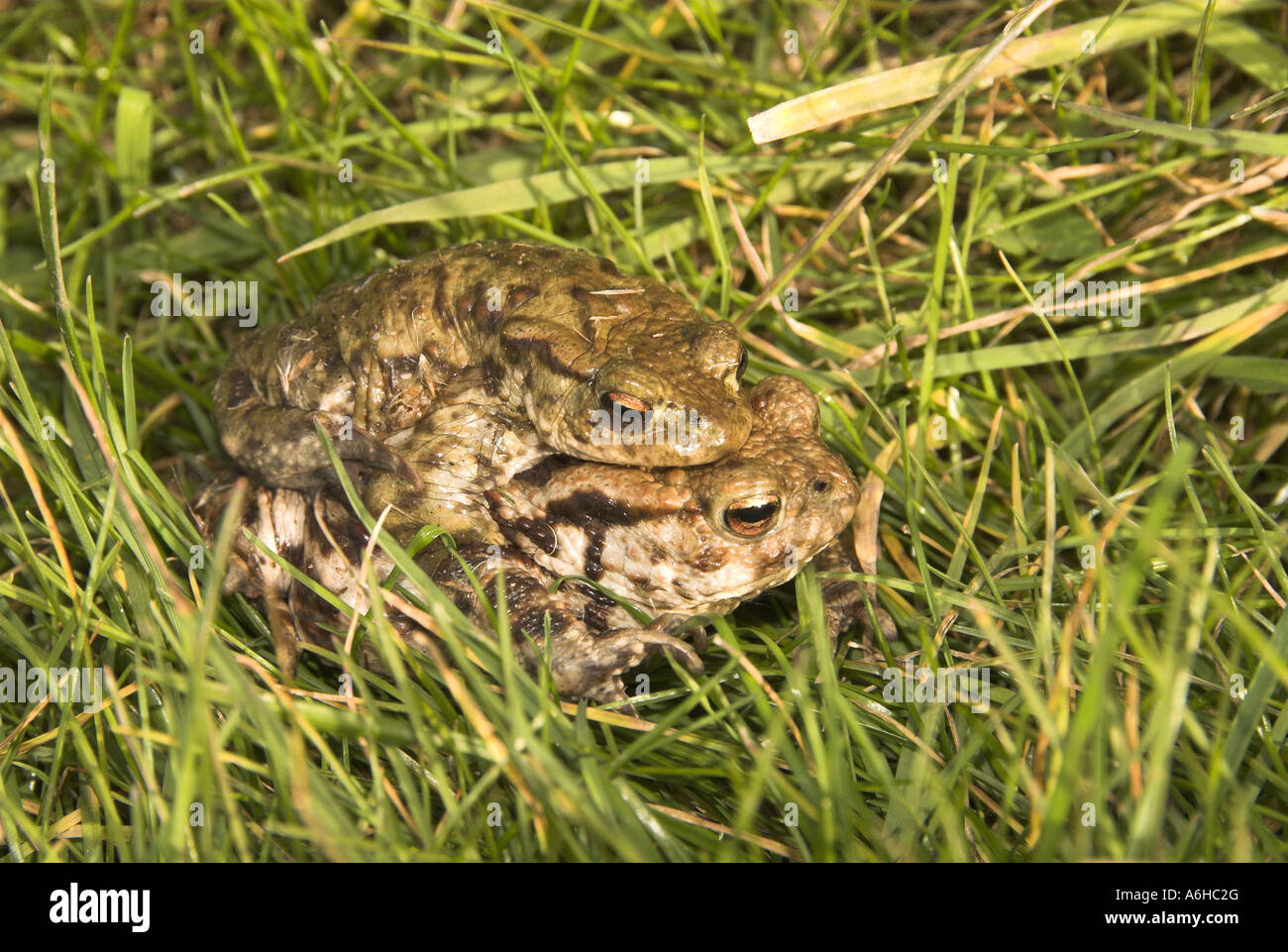 Common toads Bufo Bufo male and female mating amongst grass in spring ...
