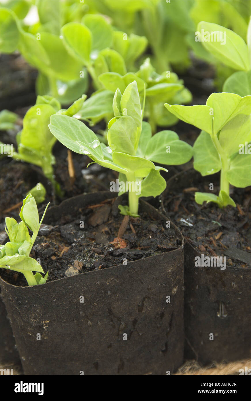 Pea seedlings ready planting hi-res stock photography and images - Alamy