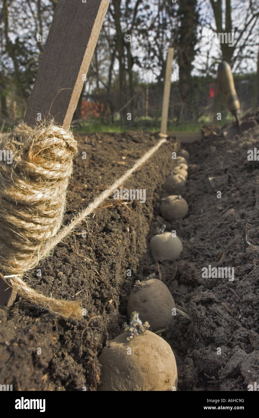 freshly planted Seed potatoes in trench ready for covering with Soil ...