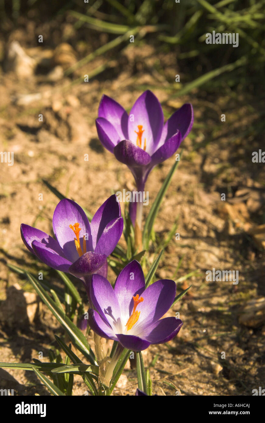 Three spring crocus in garden border UK April Stock Photo - Alamy