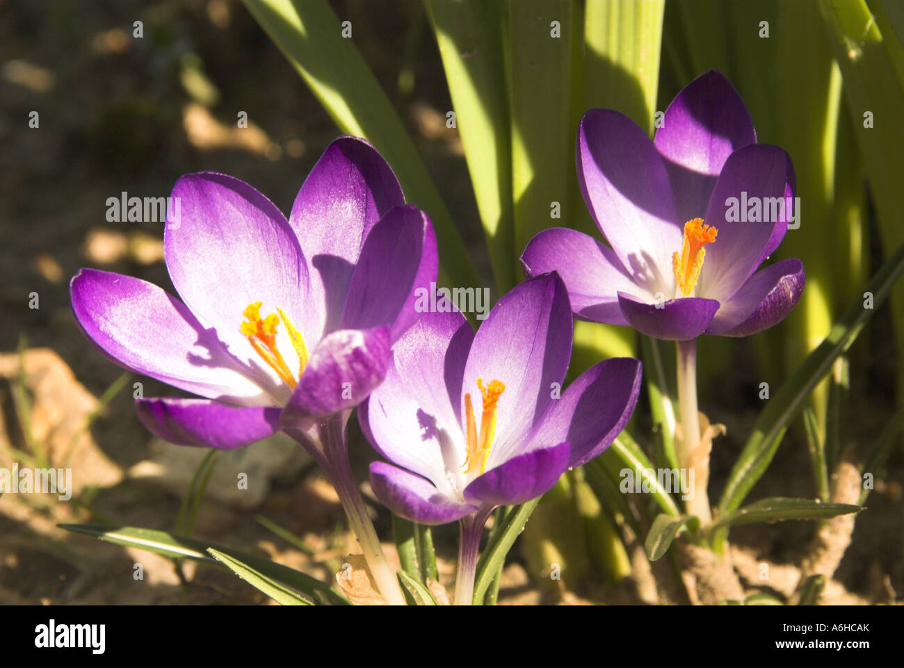Three spring crocus in garden border april UK Stock Photo - Alamy