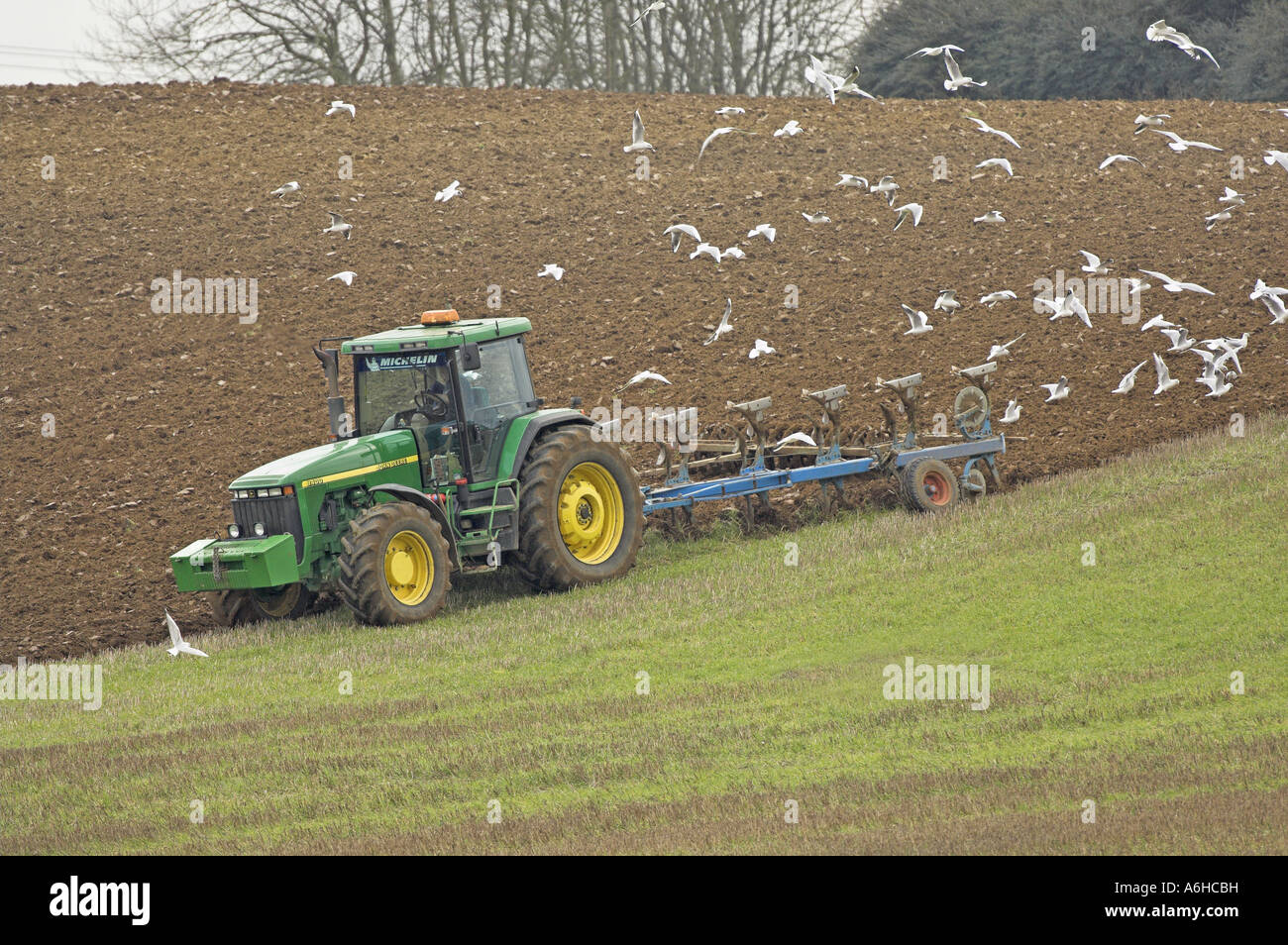 Tractor plough and gulls in springtime Norfolk UK Stock Photo - Alamy