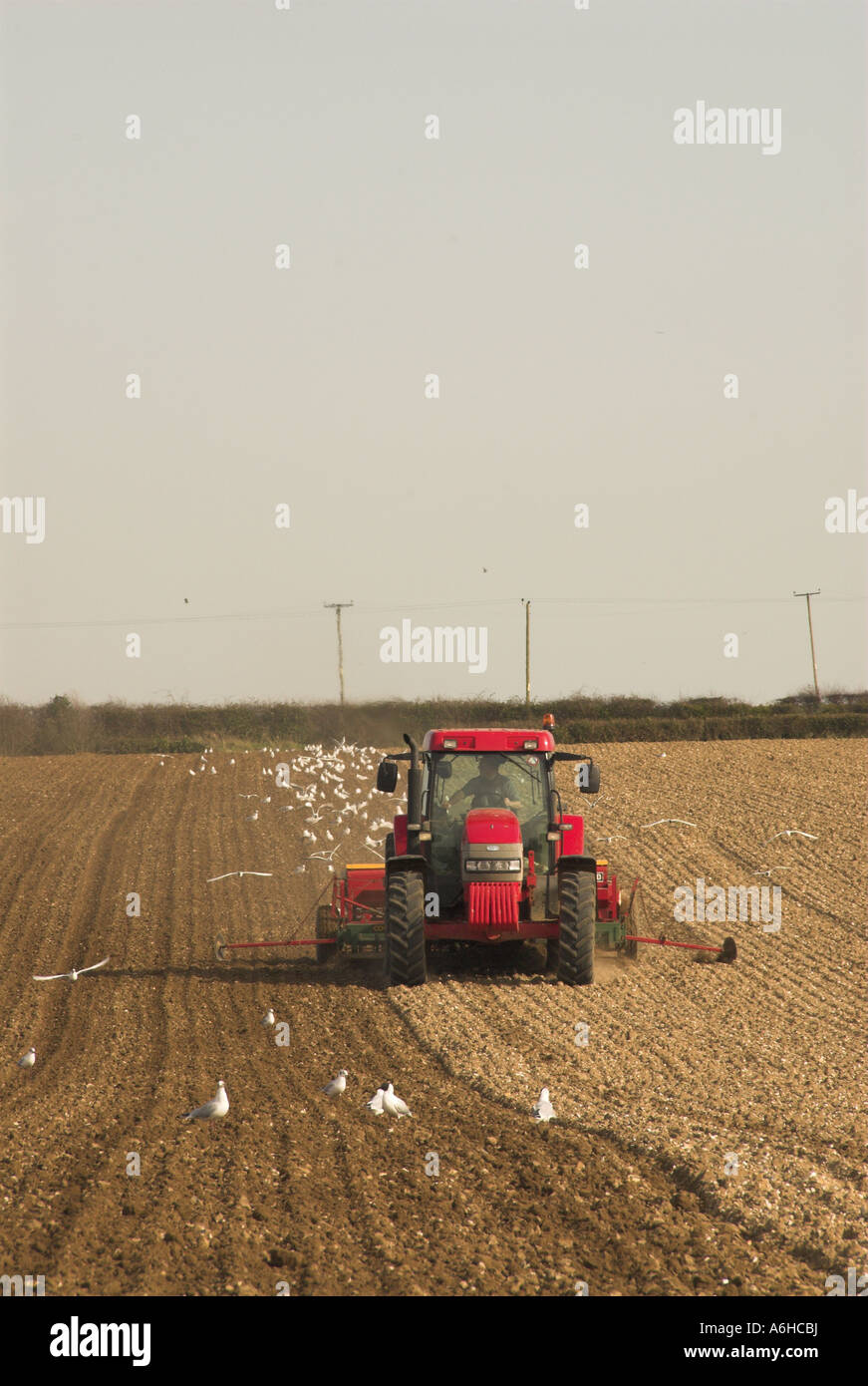 Tractor drilling spring Barley Norfolk UK Stock Photo - Alamy