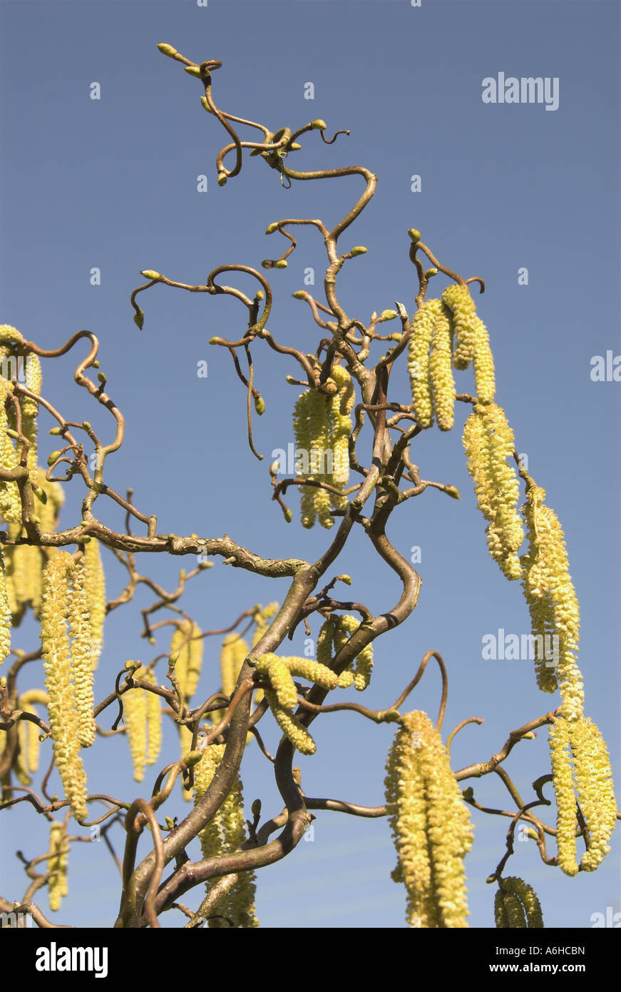 Twisted hazel hi-res stock photography and images - Alamy