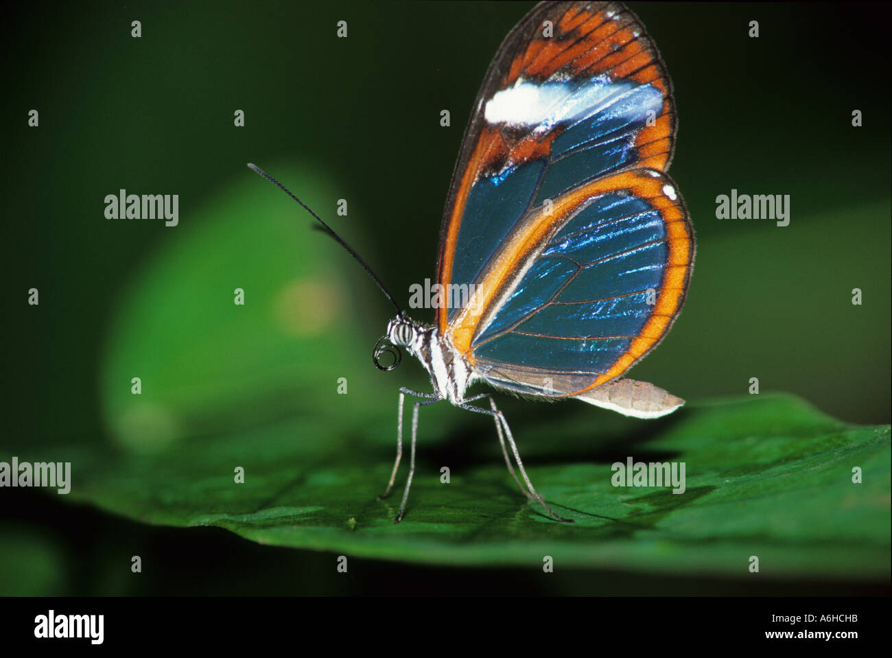 Glasswing butterfly Ithomiidae Chiapas Mexico Stock Photo - Alamy