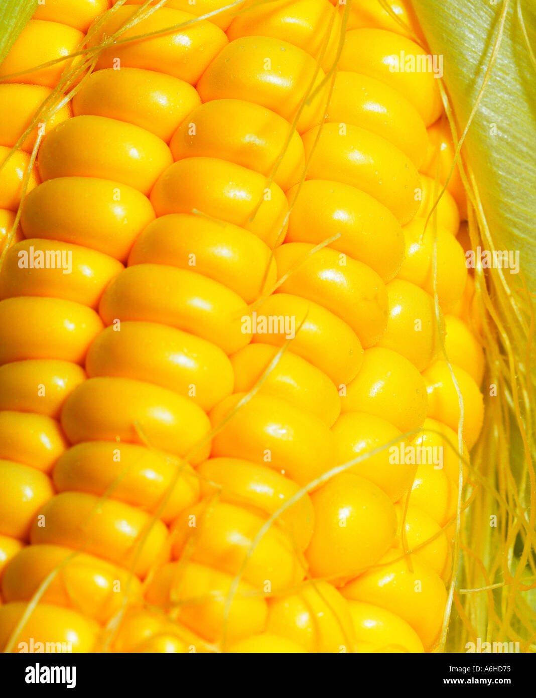 sweetcorn detail close up cob Stock Photo - Alamy