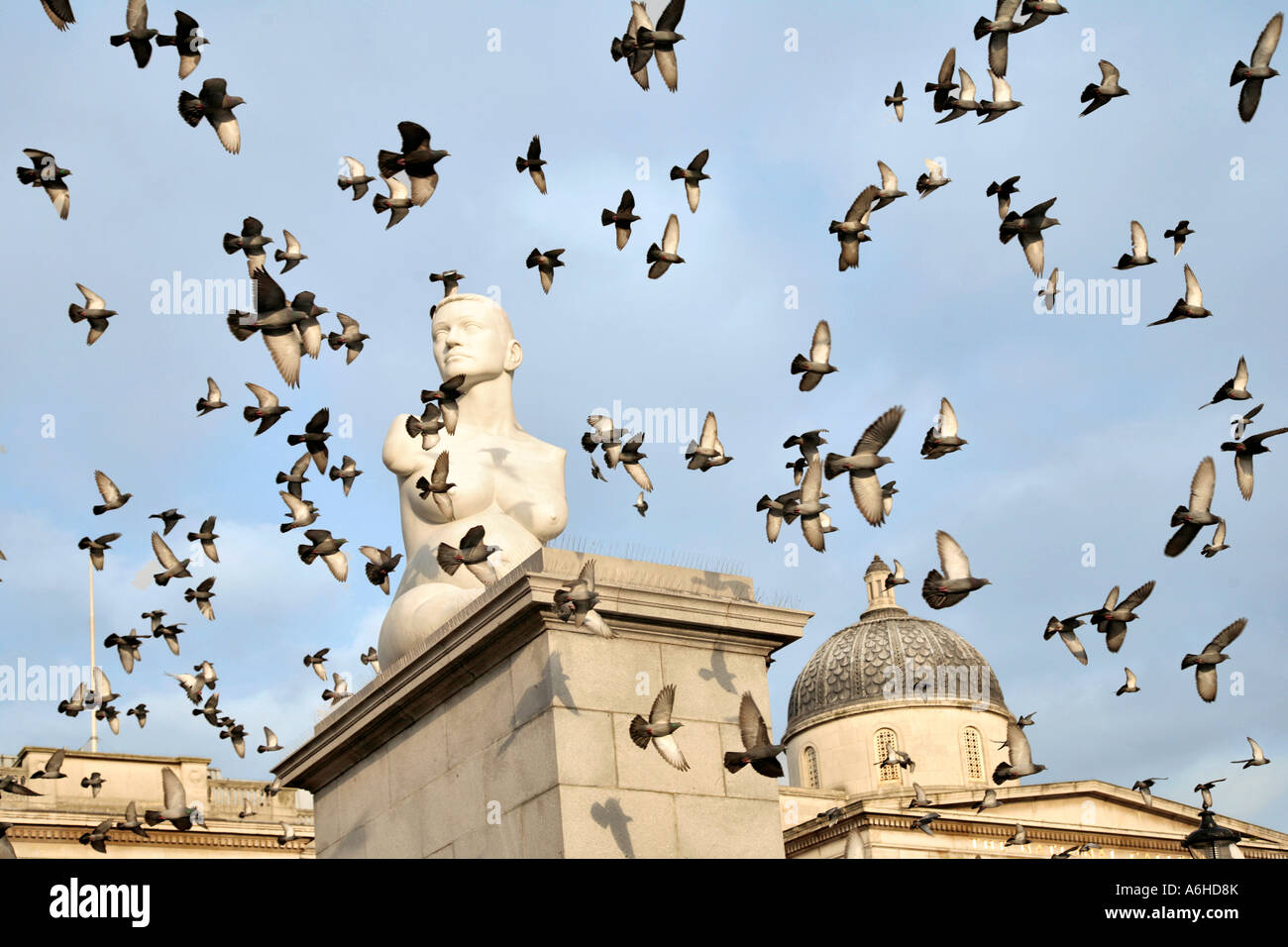 Birds fly over a statue in Trafalgar Square, London Stock Photo - Alamy