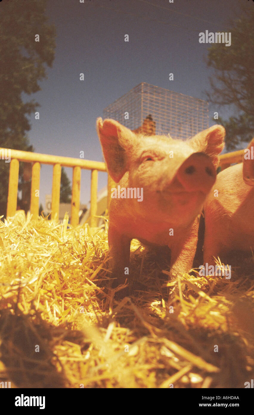 Pig in Pen Stock Photo - Alamy
