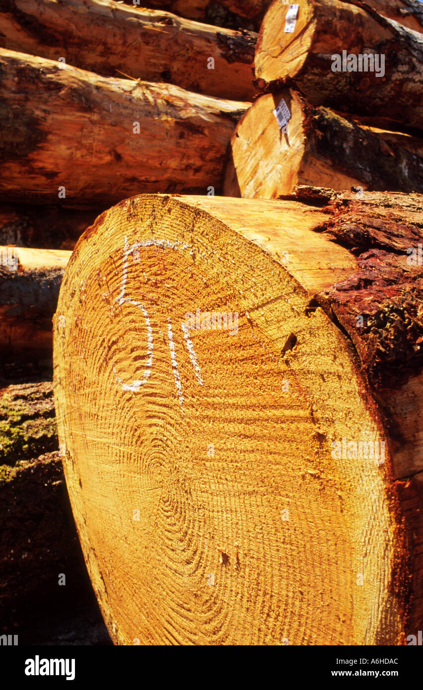 Cut Logs in a Stack Stock Photo - Alamy