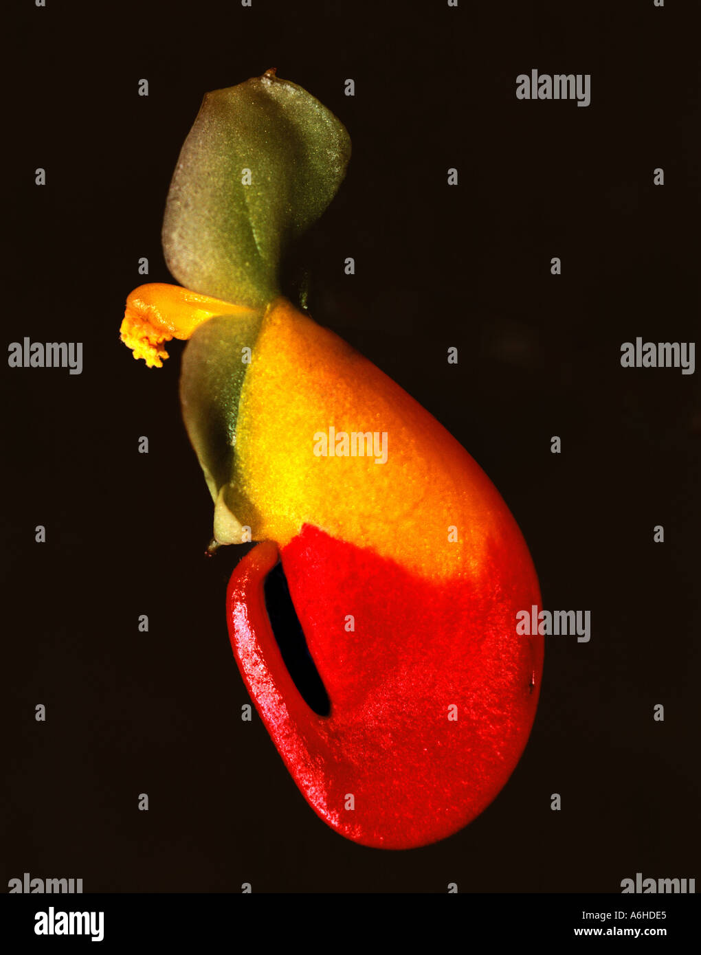 Impatiens niamniamensis hi-res stock photography and images - Alamy